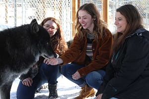 Colorado Wolf and Wildlife Center | Pikes Peak Region Attractions
