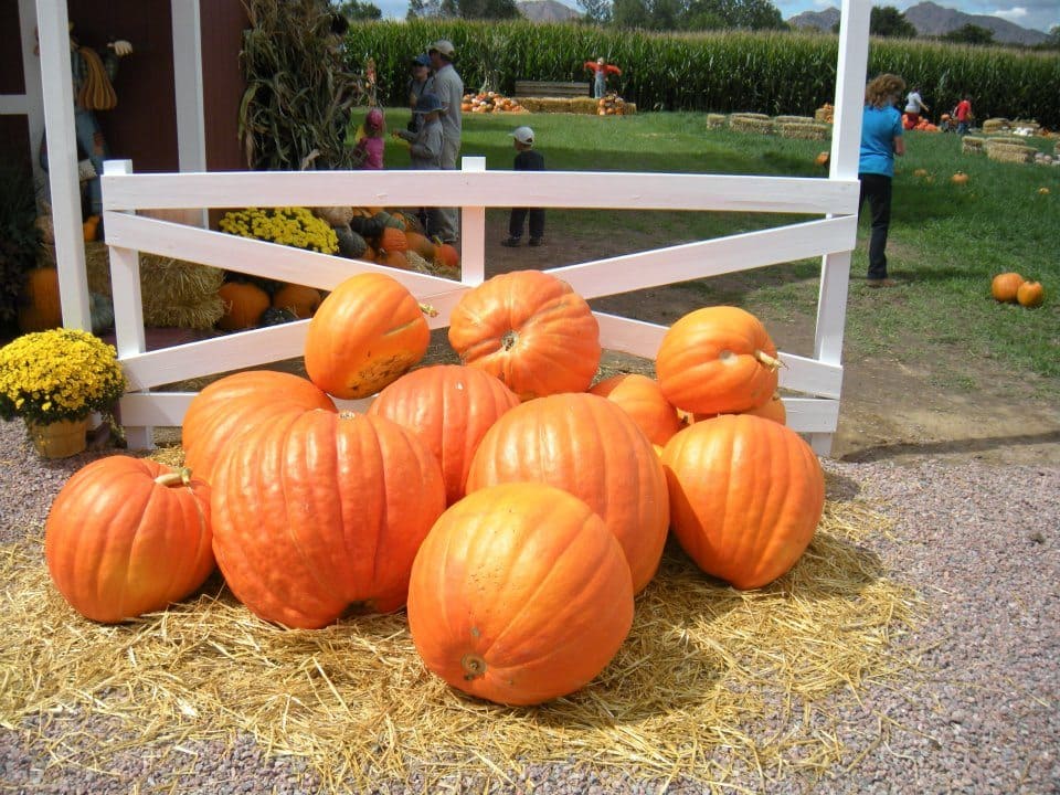 Best Pumpkin Patches in Colorado Springs - Visit Pikes Peak