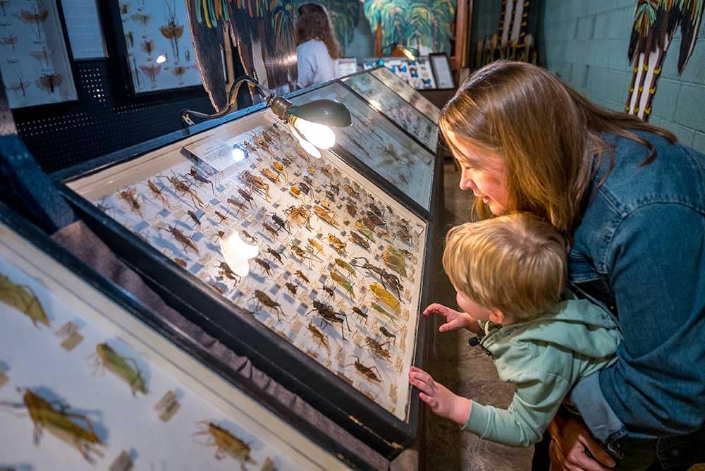 May Natural History Museum -- Pikes Peak Region Attractions