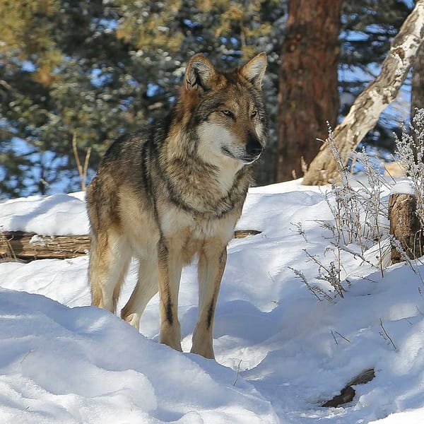 Colorado Springs Attractions | Top 25+ Things To Do
